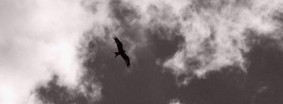 Cooper's Hawk - The White Review