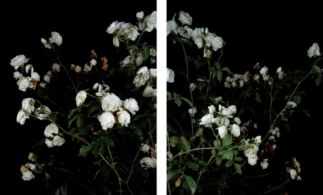 Art - The White Review